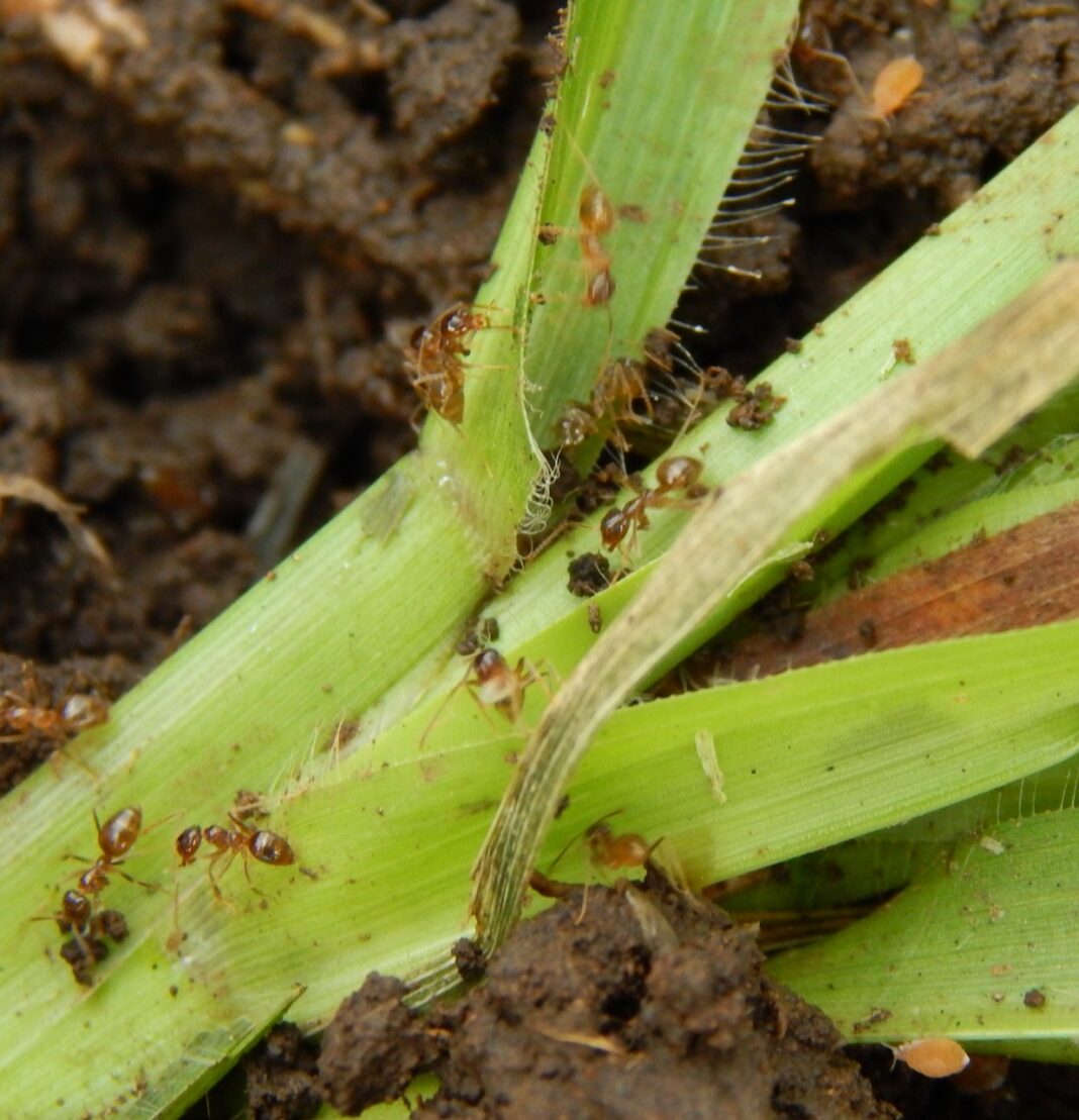PLAGA DE HORMIGAS LOCAS PONE EN RIESGO CULTIVOS Y ANIMALES - Heredia ...